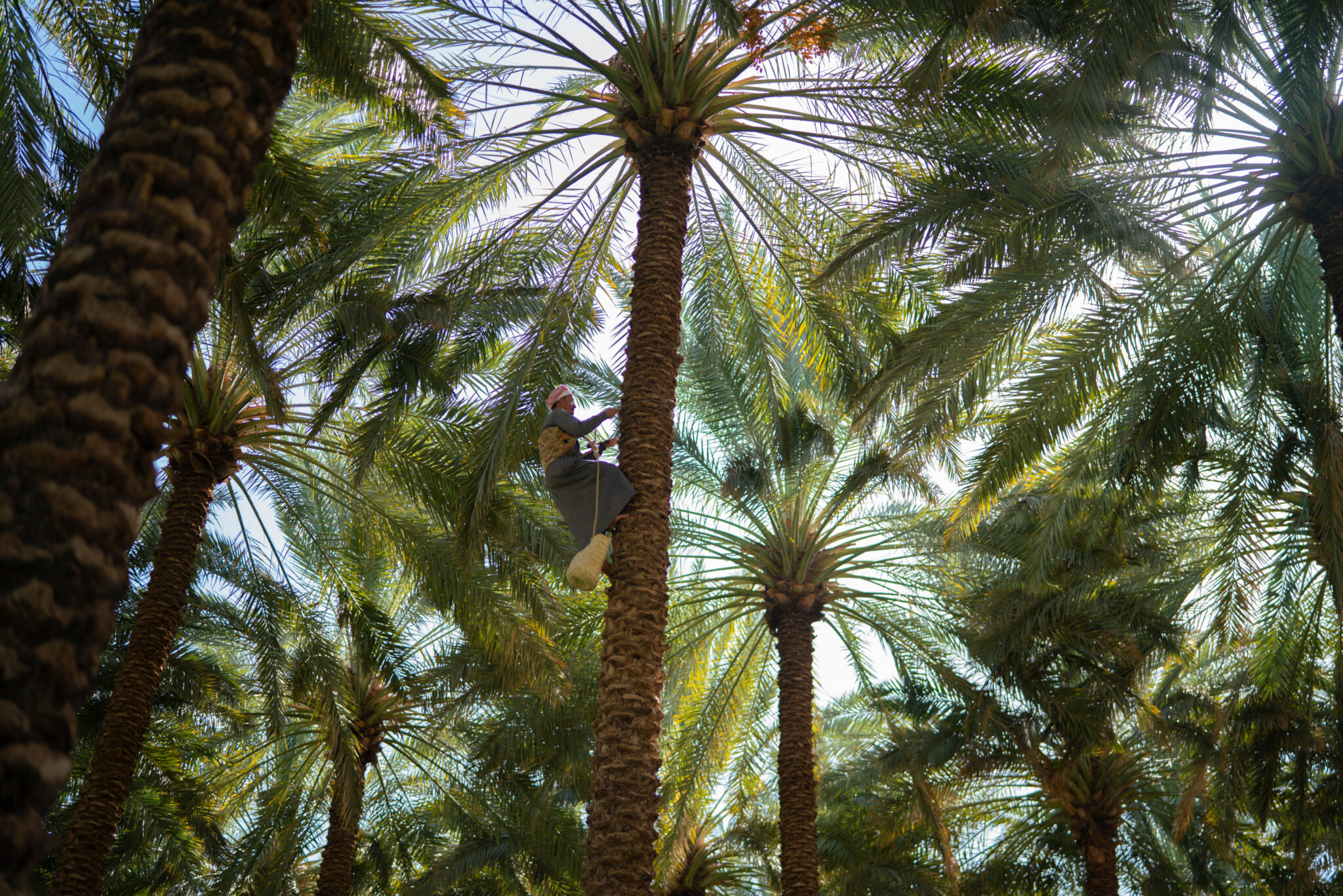 Explore Al-Ahsa with ASFAR | A Great Cultural Oasis